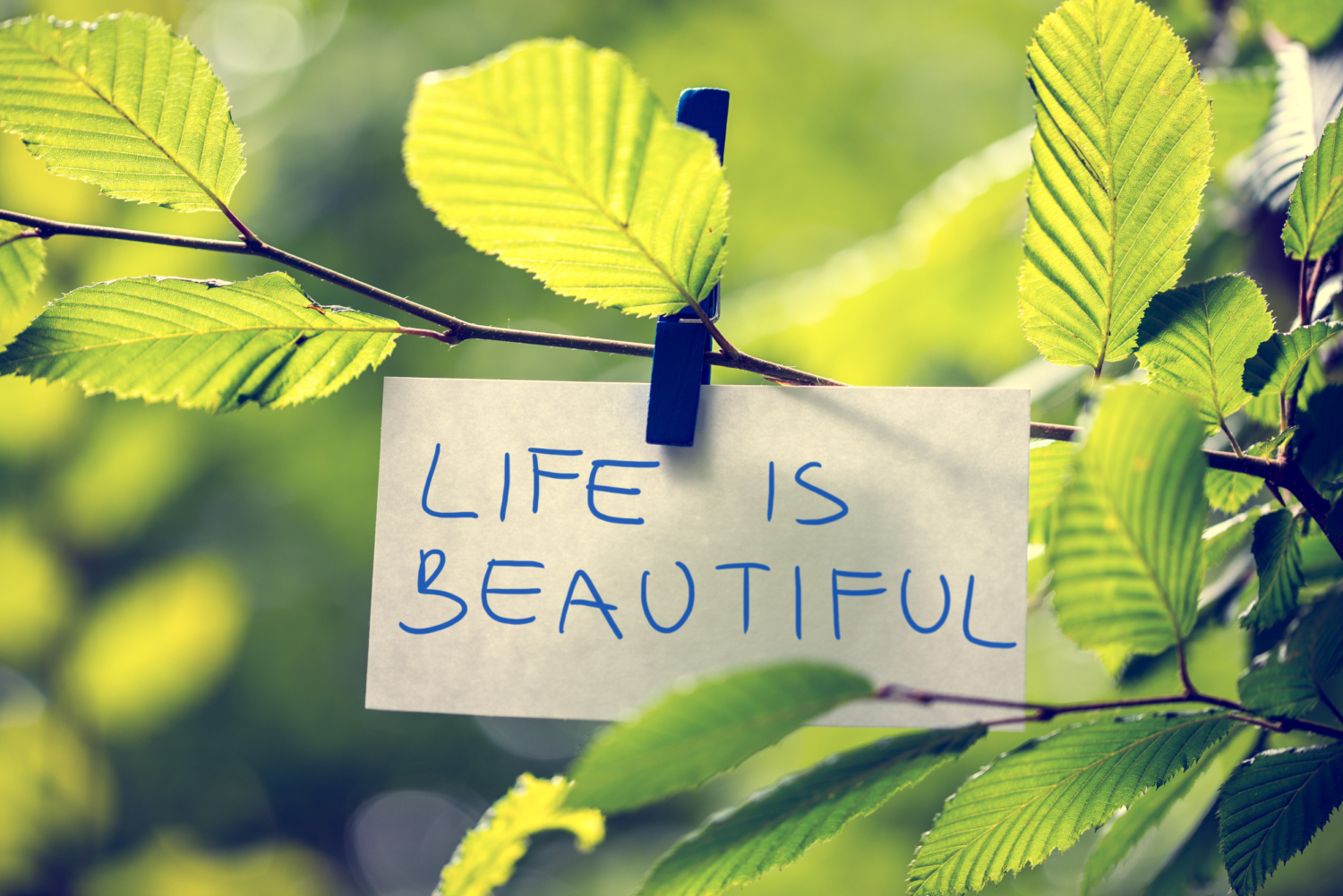 Life Happens for YOU! - Marcy Heim